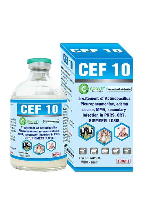 CEF 10 - goovetvn.com