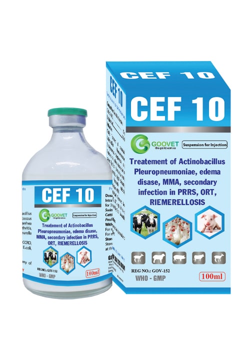 CEF 10 - goovetvn.com