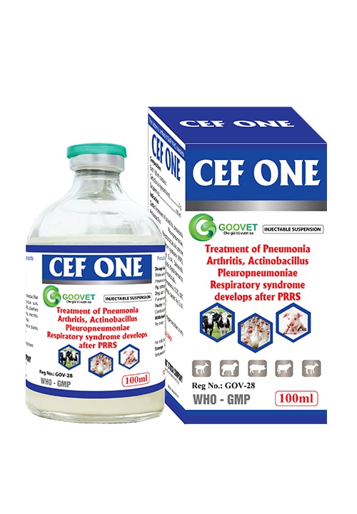 CEF ONE - goovetvn.com