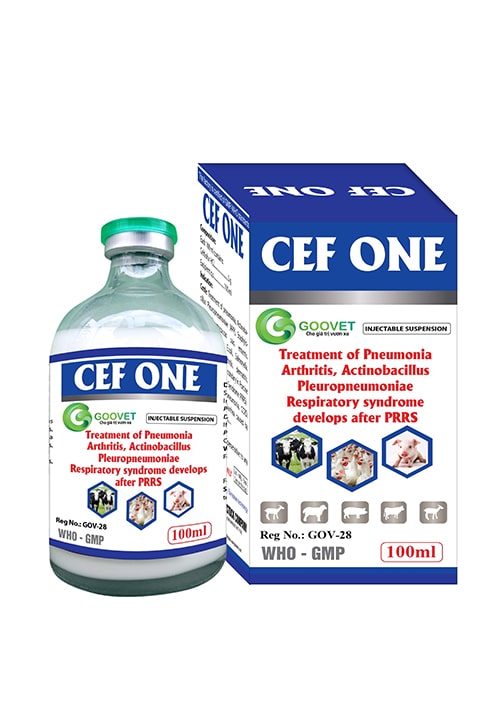 CEF ONE - goovetvn.com