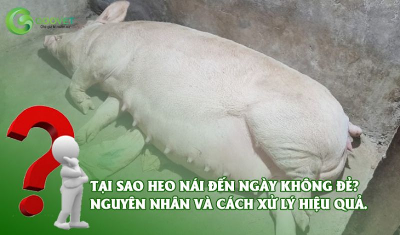 Tại sao heo nái đến ngày không đẻ? Nguyên nhân và cách xử lý hiệu quả.