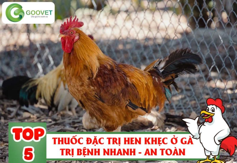 Top 5 thuốc đặc trị hen khẹc ở gà - trị bệnh nhanh, an toàn