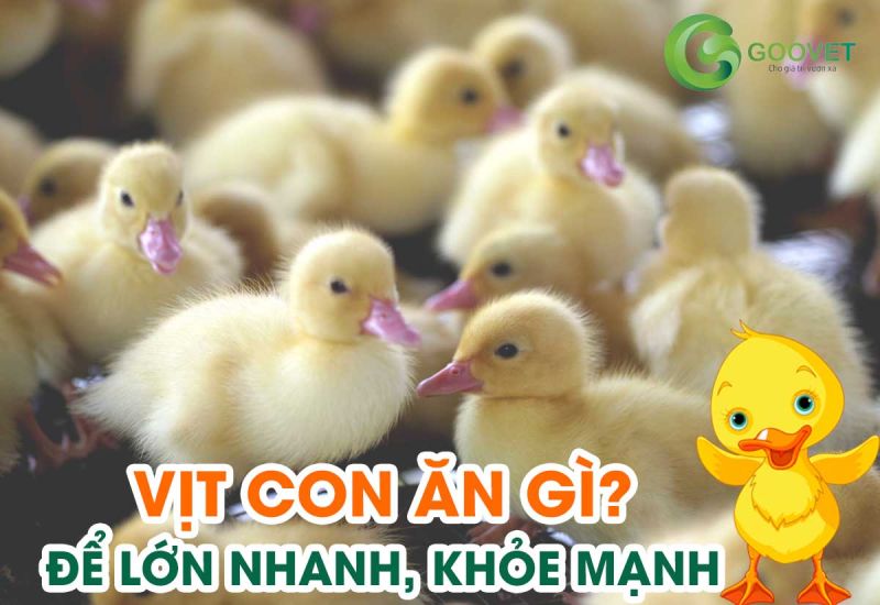Vịt con ăn gì để lớn nhanh, khỏe mạnh